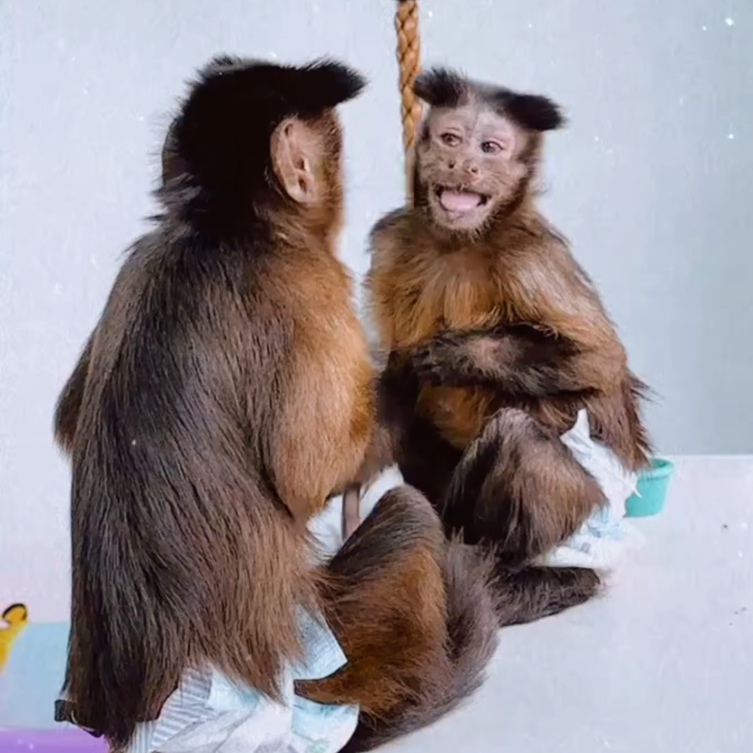 Monkey Business - September 2023 - Envisioning Access